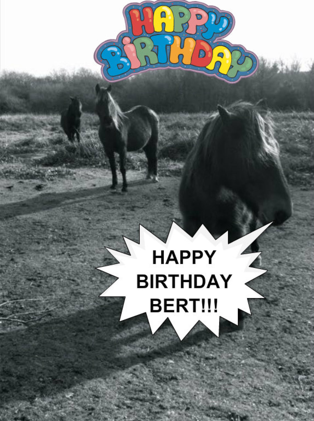 The Bewilderness of Bert's Birthday - Bonny - Stogumber Primary School